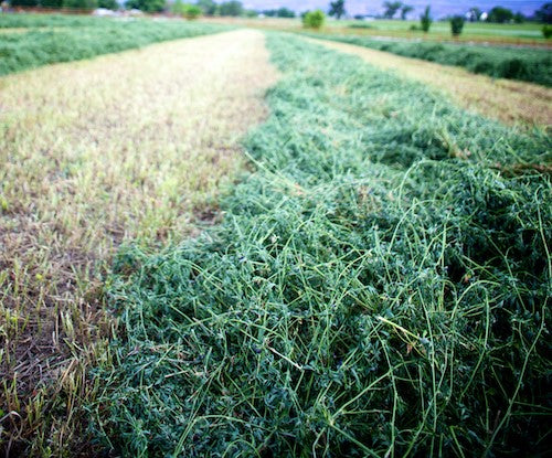 Why Hay Testing Matters and How to Read Hay Analysis Results