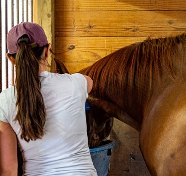 PSSM Type-1 Horses: Nutrition Tips | Tribute® Equine Nutrition