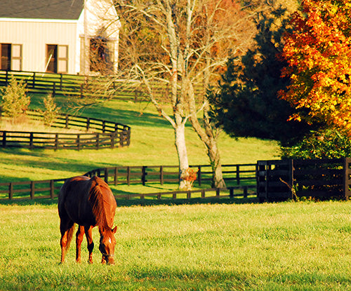 Fall Horse Pasture Management Guide