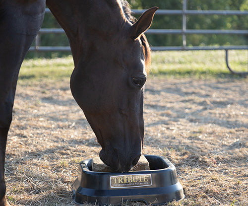 Understanding Equine Salt & Mineral Blocks