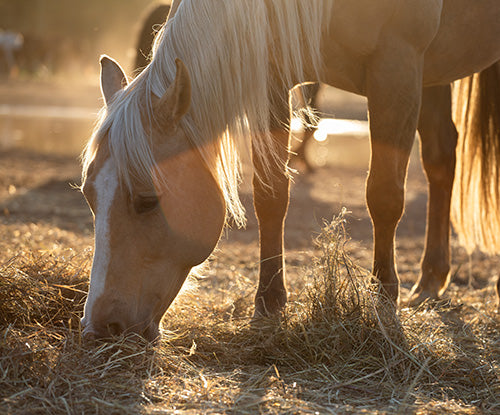 Good Vs. Bad Fiber: How Each Affect Your Horses