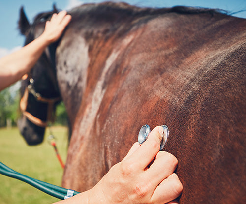 Sand Colic in Horses: Causes, Symptoms and Treatment
