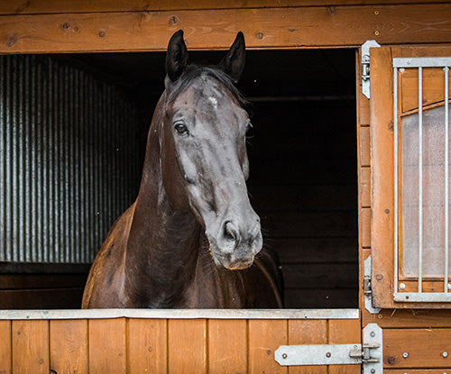 Stall Rest: Forming a Diet For Horses on Stall Rest