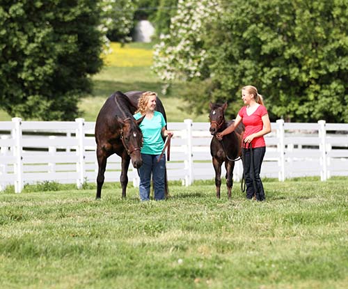 Weaning Foals - How & When to Wean Young Horses